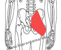 hieronta Markku - Anatomia - Lantion lihakset