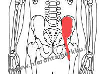 hieronta Markku - Anatomia - Lantion lihakset